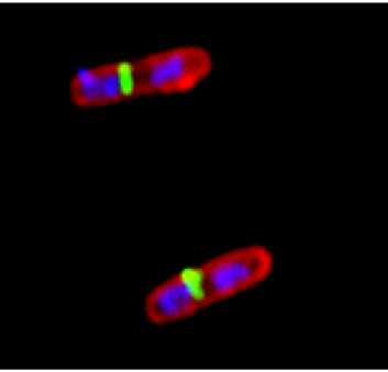 Research | David Weiss Lab - The University of Iowa